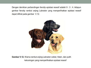 Interaksi gen dapat diklasifikasikan berdasarkan mekanisme dan efeknya ...