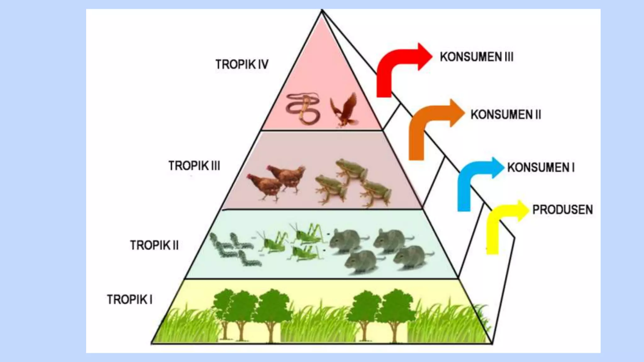 Interaksi makh hidup pertemuan 4 | PPTX