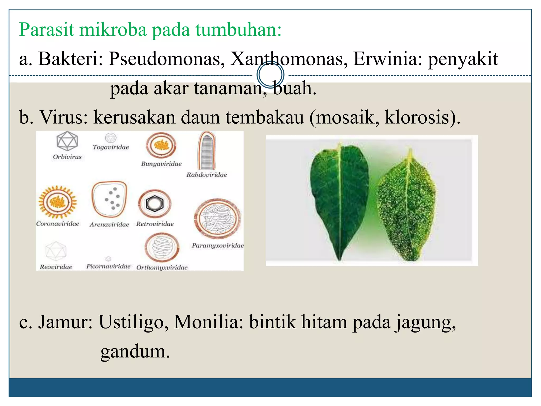 Interaksi mikroba 2011 | PPTX