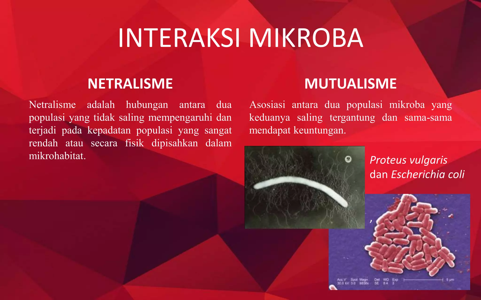 Interaksi Mikroba - Mikrobiologi Pertanian | PPTX