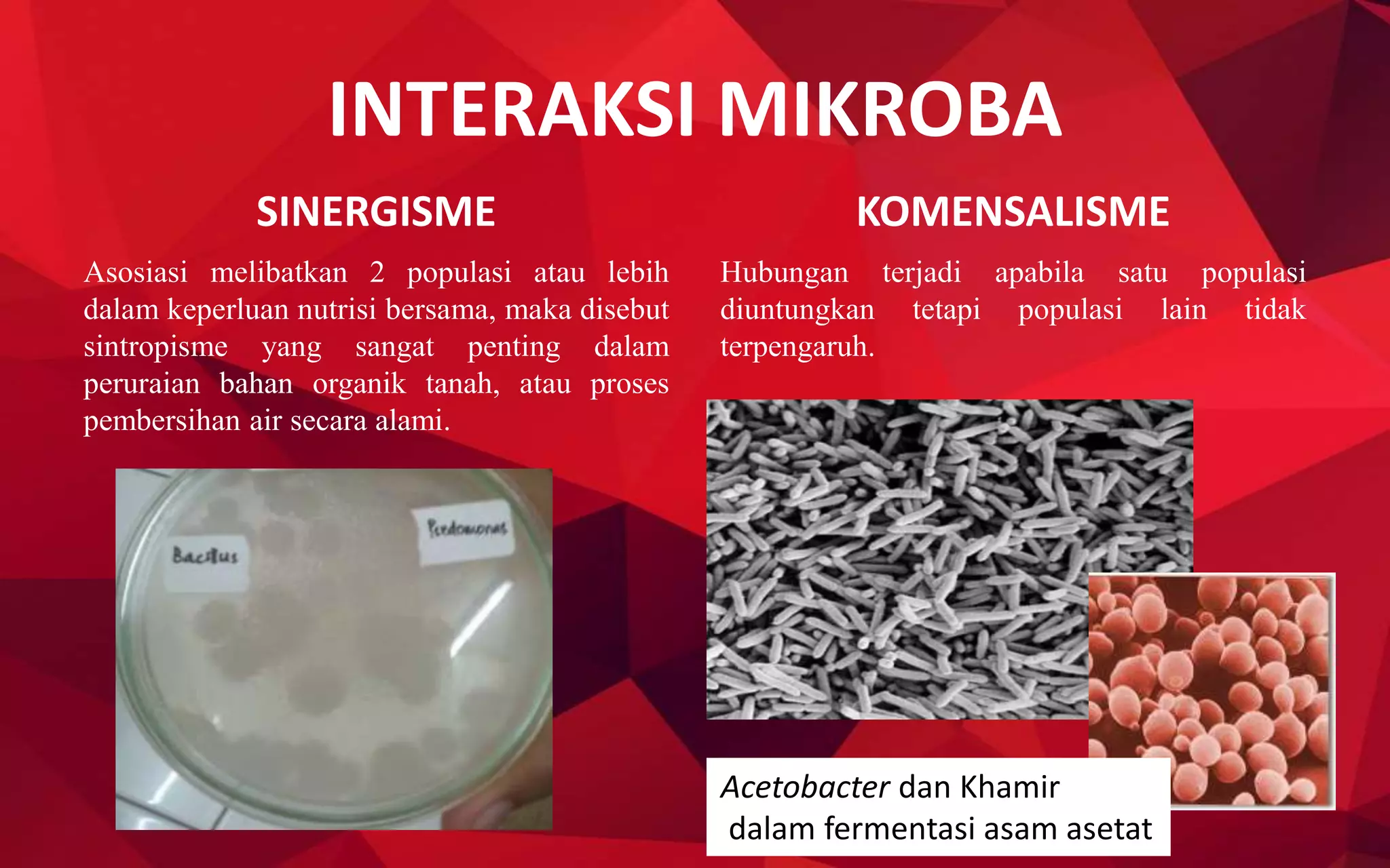 Interaksi Mikroba - Mikrobiologi Pertanian | PPTX