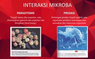 Interaksi Mikroba - Mikrobiologi Pertanian | PPTX