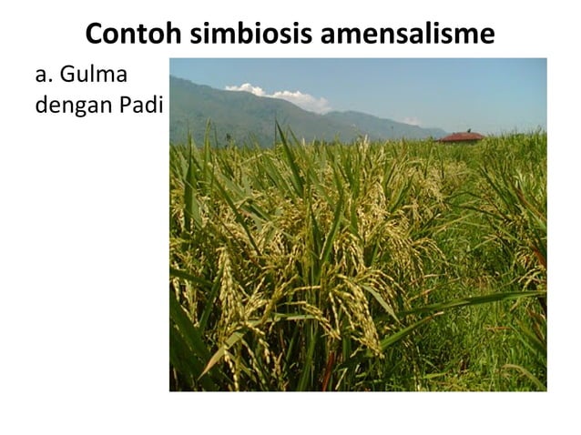 Interaksi spesies | PPT