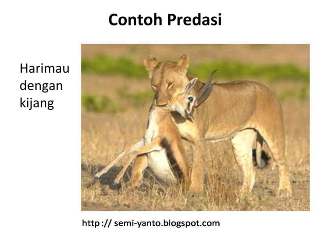 Interaksi spesies | PPT