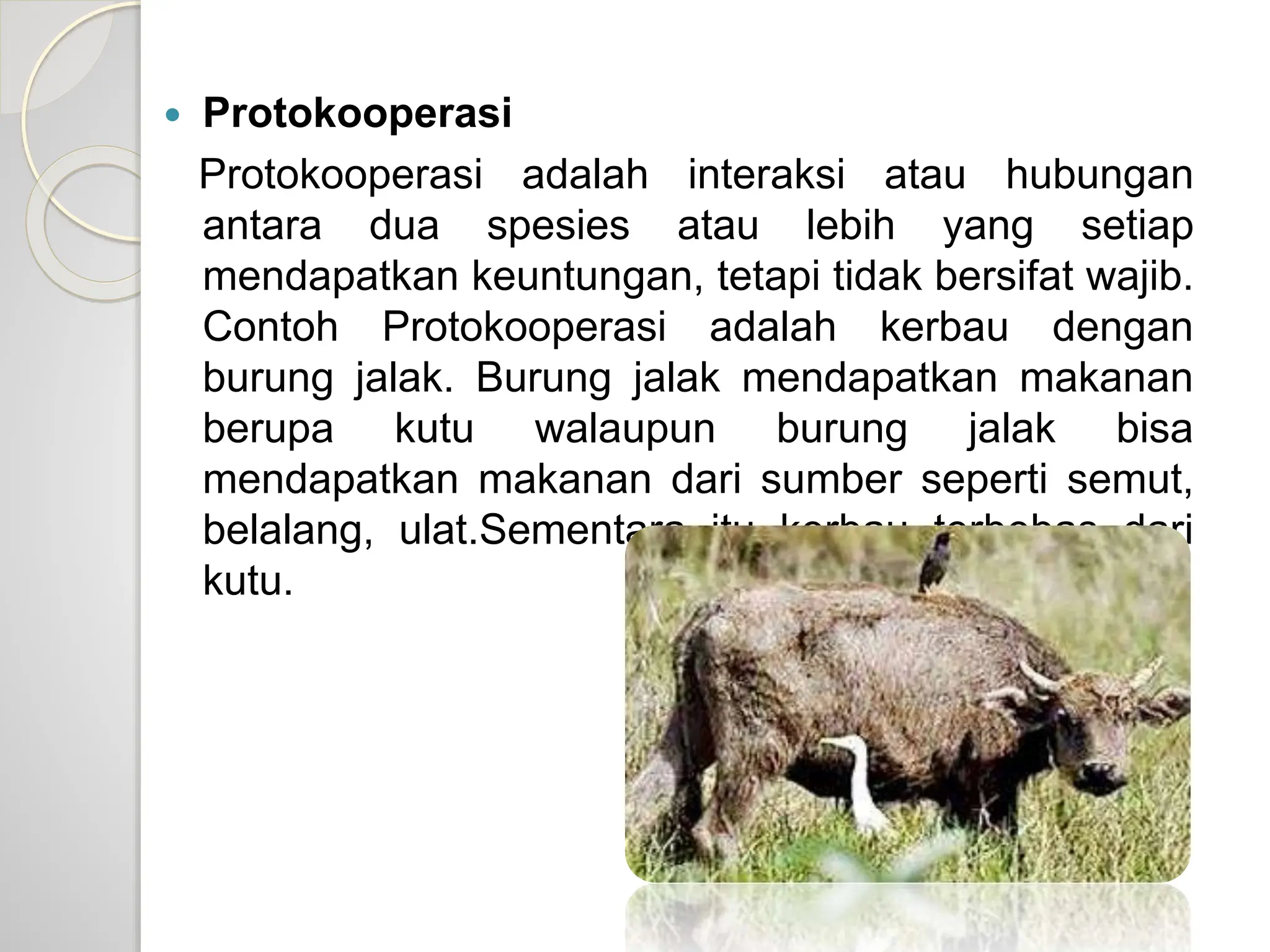 Interaksi Spesies dan Komunitas Biologi.pptx