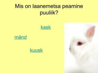 laanemets | PPT