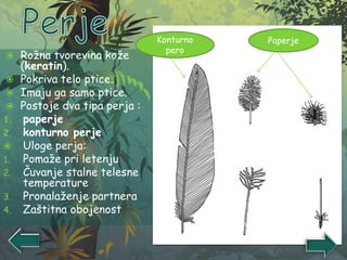 Interaktivni softver PTICE | PPTX