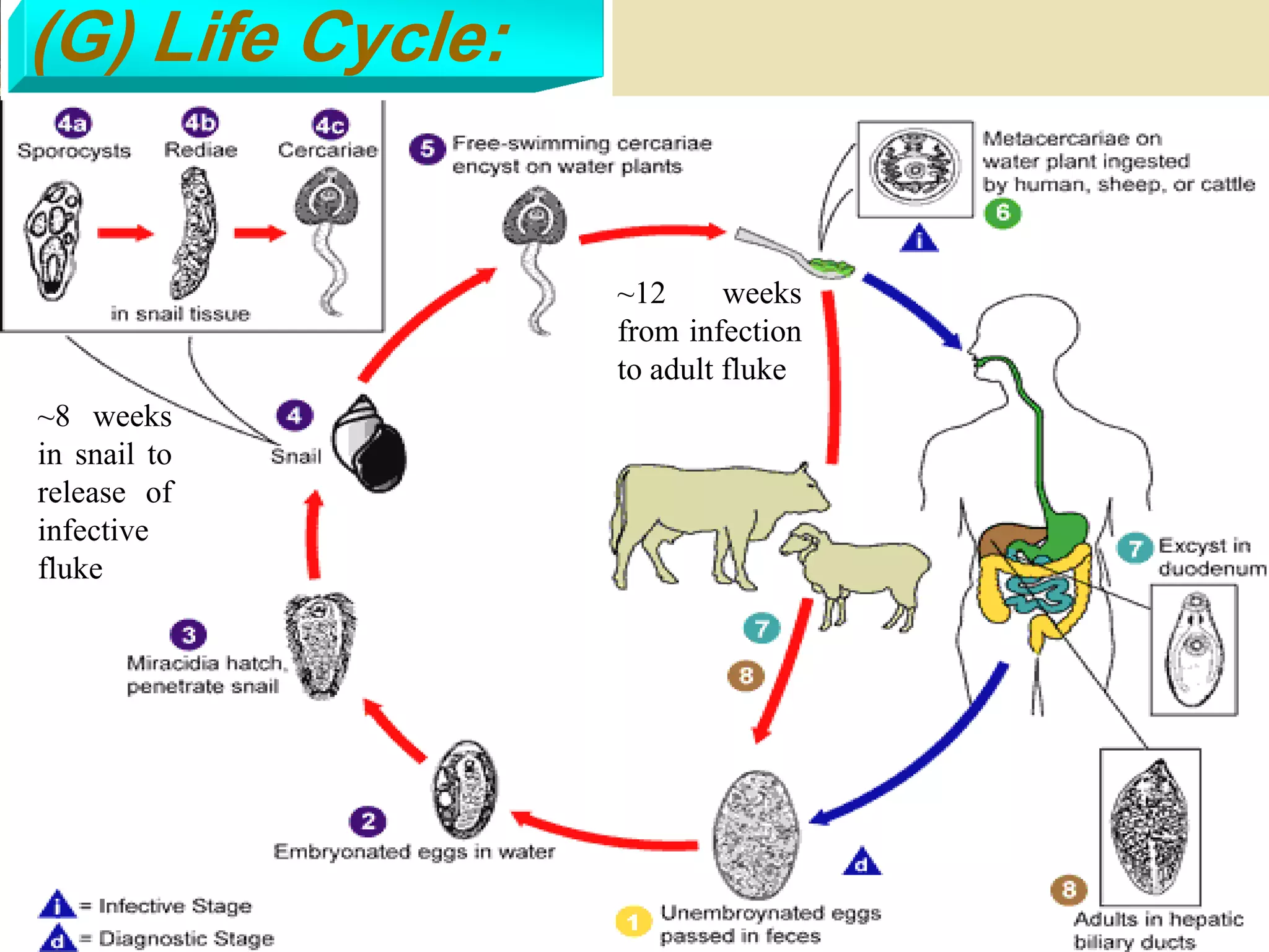 Internal and external parasites prof.dr Hamed Attia | PDF