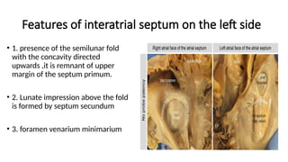 interatrial septum EMBRYOLOGY IAS ANATOMY | PPTX
