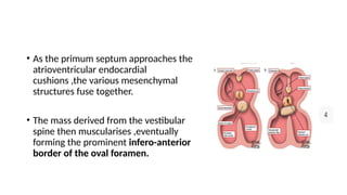 interatrial septum EMBRYOLOGY IAS ANATOMY | PPTX