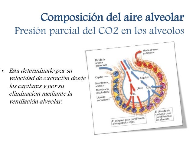 Intercambio gaseoso alveolo capilar (hematosis)