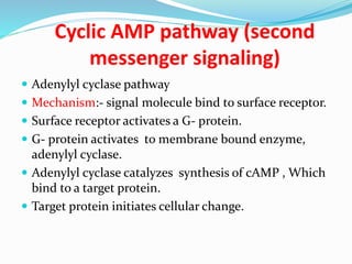 Intercellular and intracellular cell signaling pathway | PPTX