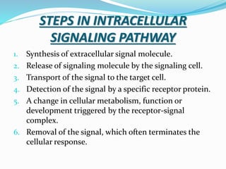 Signal Transduction Pathway Steps