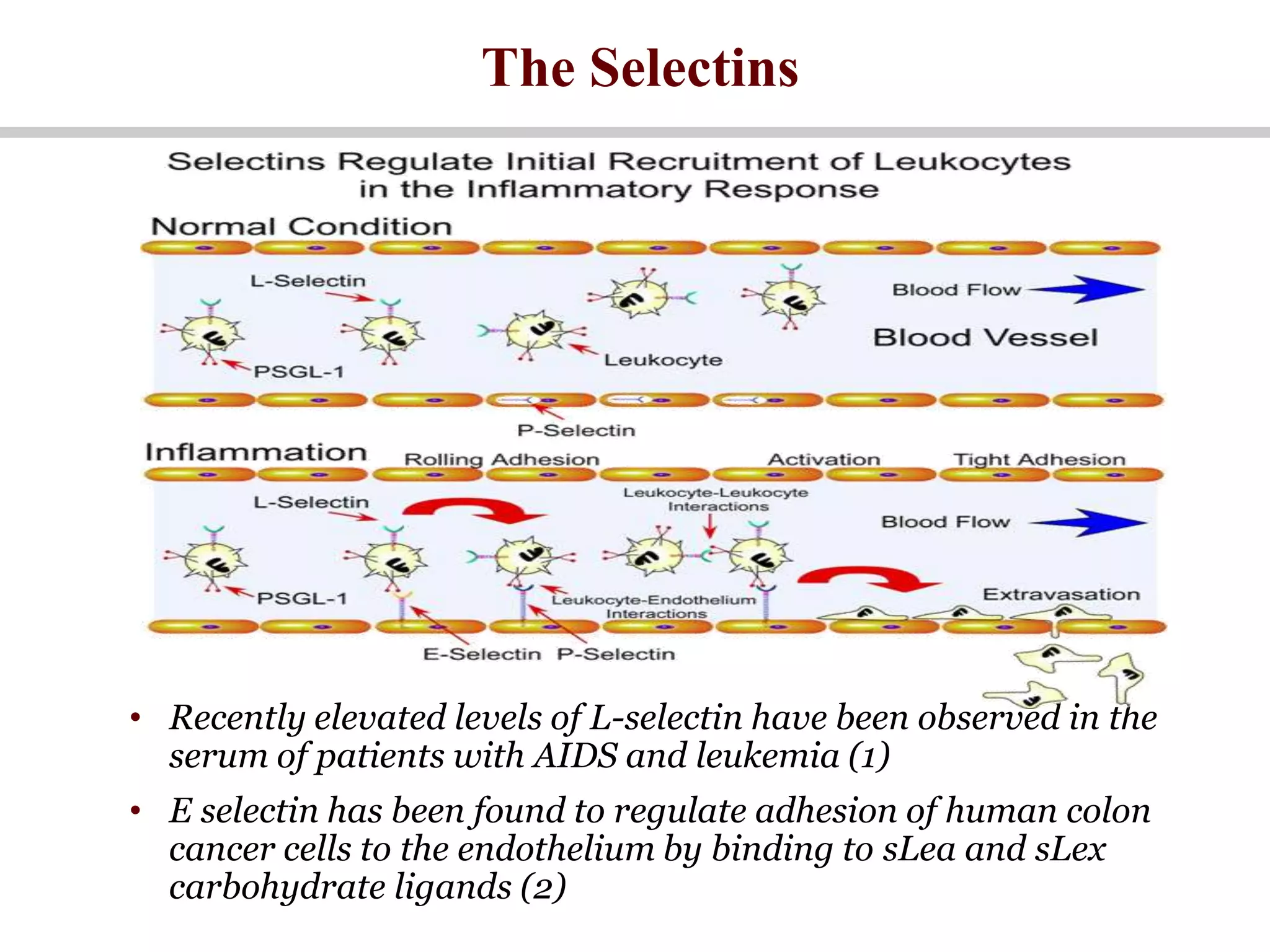 Intercellular connections and molecular motors | PPTX