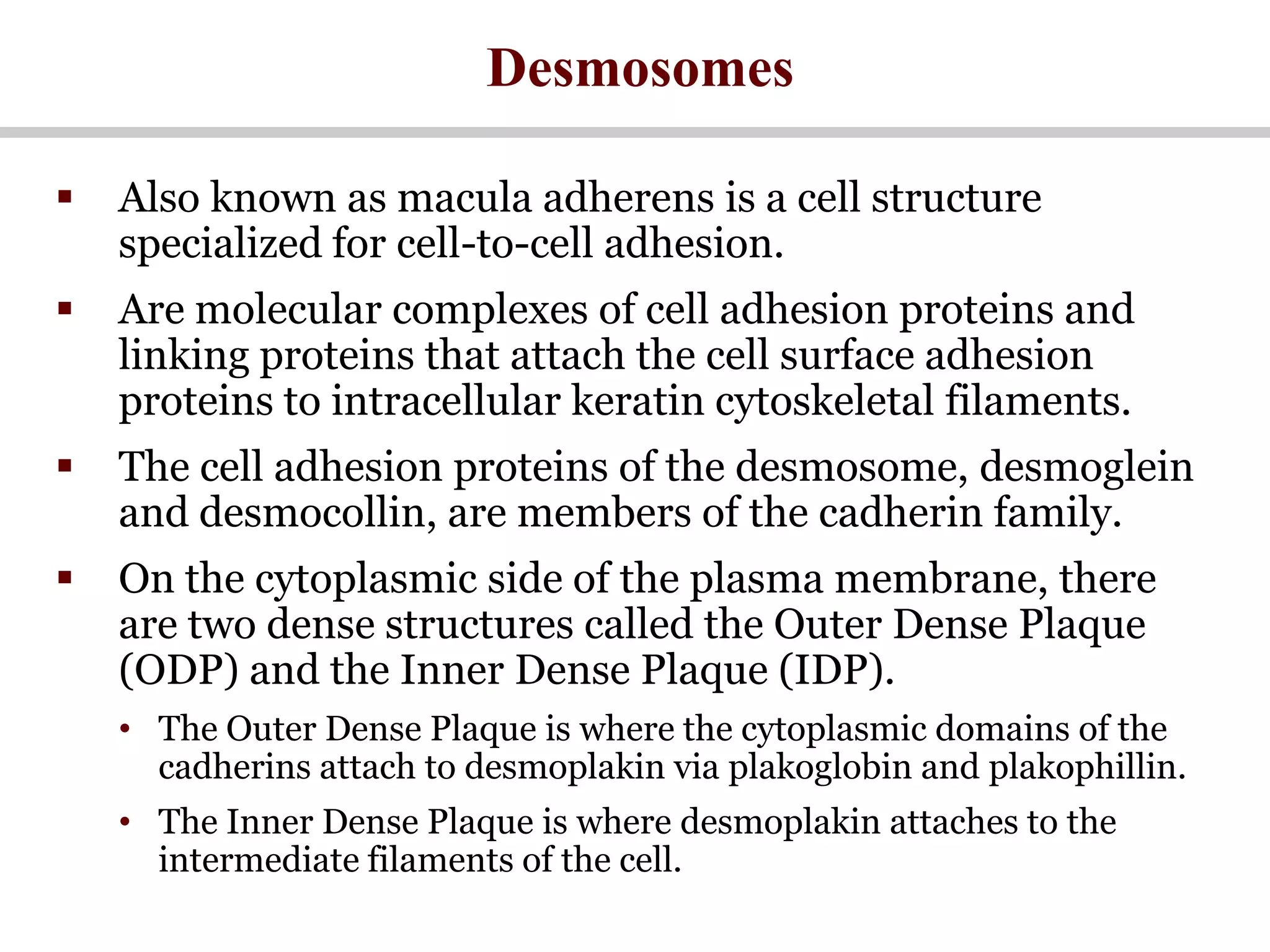 Intercellular connections and molecular motors | PPTX