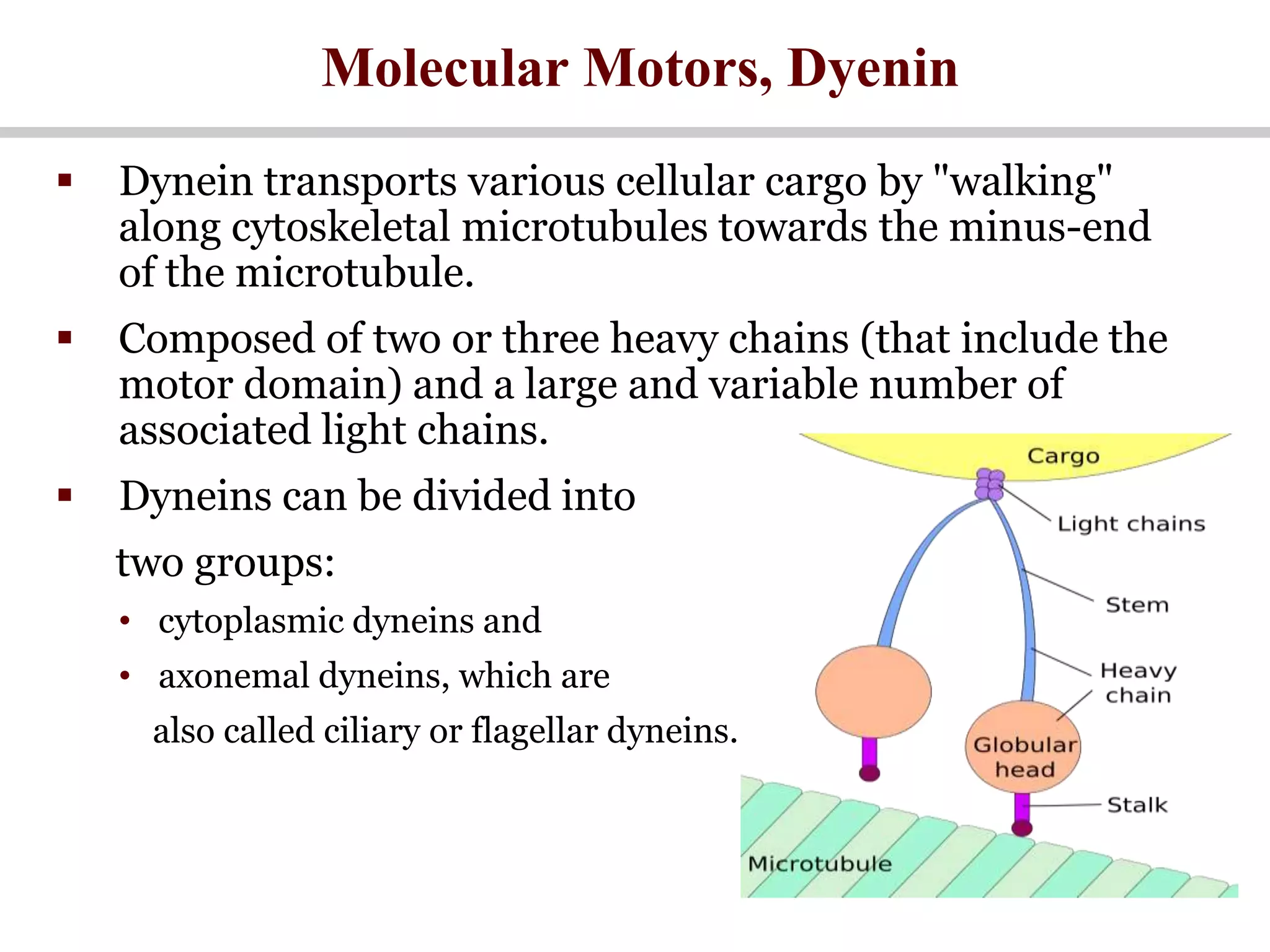 Intercellular connections and molecular motors | PPTX