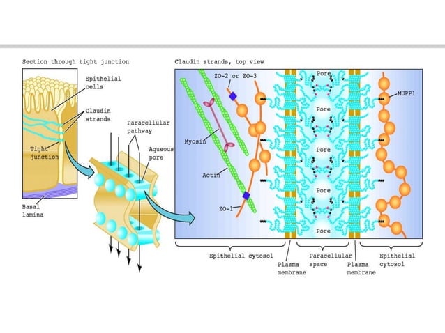 Intercellular connections and molecular motors | PPTX | Biological ...