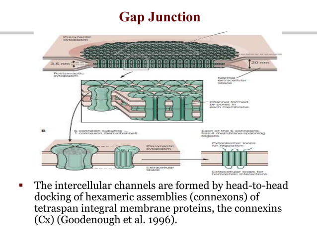 Intercellular connections and molecular motors | PPTX | Biological ...