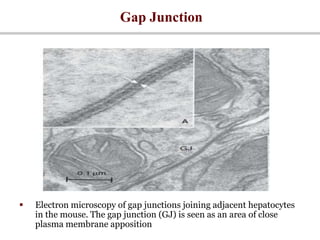 Gap Junction Em