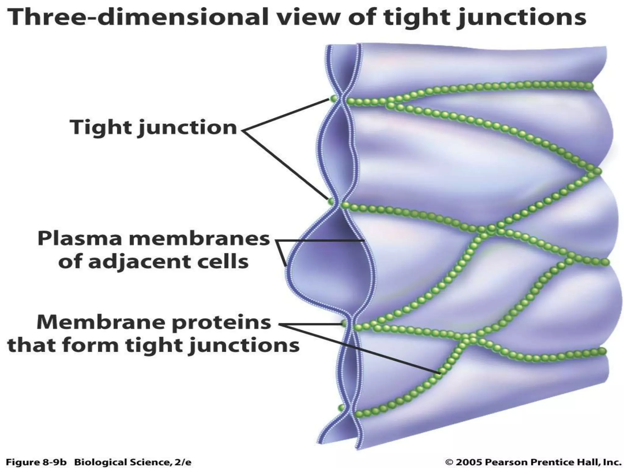 Intercellular junction | PPTX
