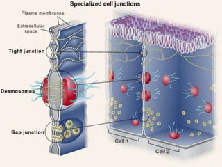 Intercellular junction | PPTX
