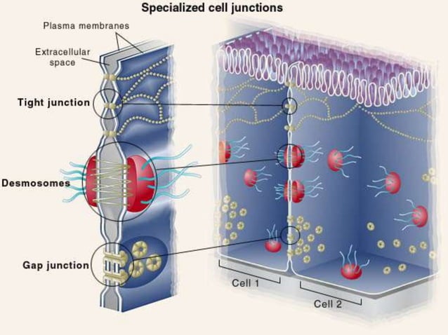 Intercellular junction | PPTX | Biological Sciences | Science