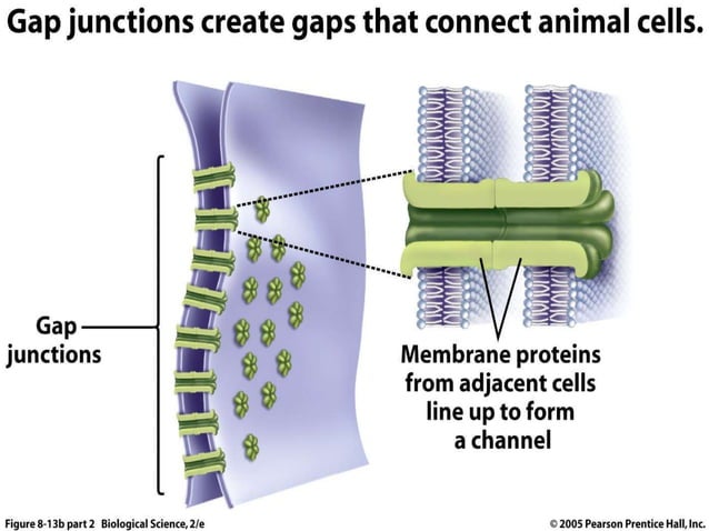 Intercellular junction | PPTX | Biological Sciences | Science