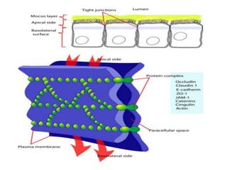 Intercellular junction | PPT