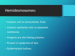 Intercellular junction | PPT