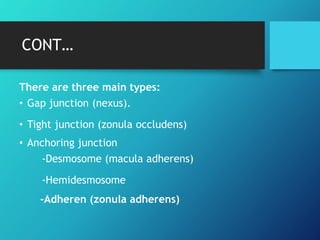 Intercellular junction | PPT