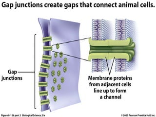 Intercellular junction | PPT