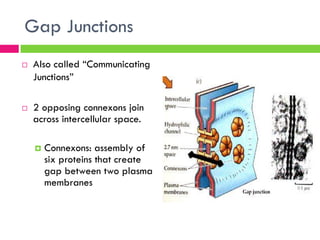 Intercellular junctions | PDF