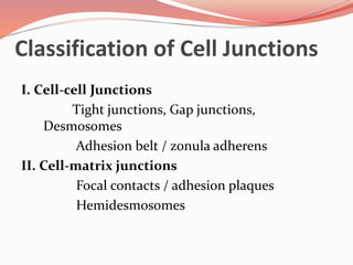 Inter cellular junctions | PPTX | Biological Sciences | Science