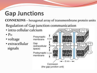 Inter cellular junctions | PPTX | Biological Sciences | Science