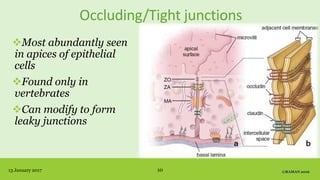 Intercellular Junctions - Types and Location with MCQs | PPTX