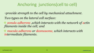 Intercellular Junctions - Types and Location with MCQs | PPTX