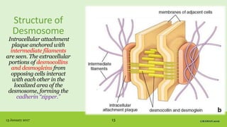 Intercellular Junctions - Types and Location with MCQs | PPTX