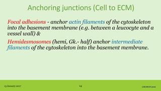 Intercellular Junctions - Types and Location with MCQs | PPTX