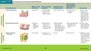 Intercellular Junctions - Types and Location with MCQs | PPTX