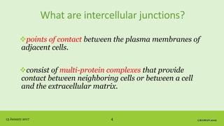Intercellular Junctions - Types and Location with MCQs | PPTX