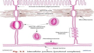 Intercellular Junctions - Types and Location with MCQs | PPTX
