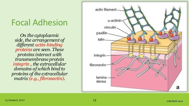 Intercellular Junctions - Types and Location with MCQs
