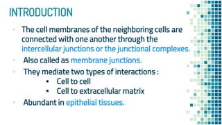 Intercellular junctions | PPT