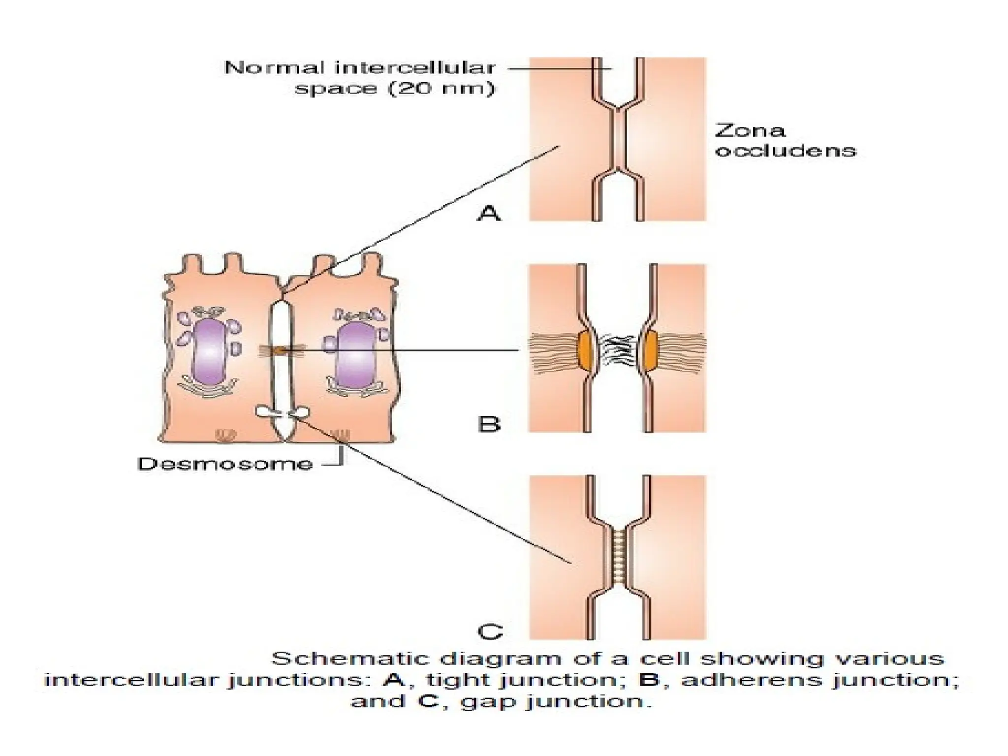 Physiology of different Intercellular Junctions. | PPTX