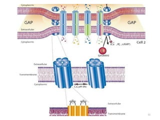Physiology of different Intercellular Junctions. | PPT