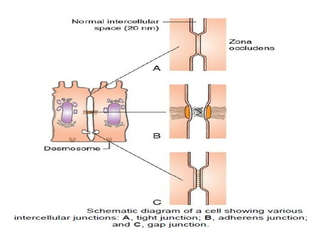 Physiology of different Intercellular Junctions. | PPT