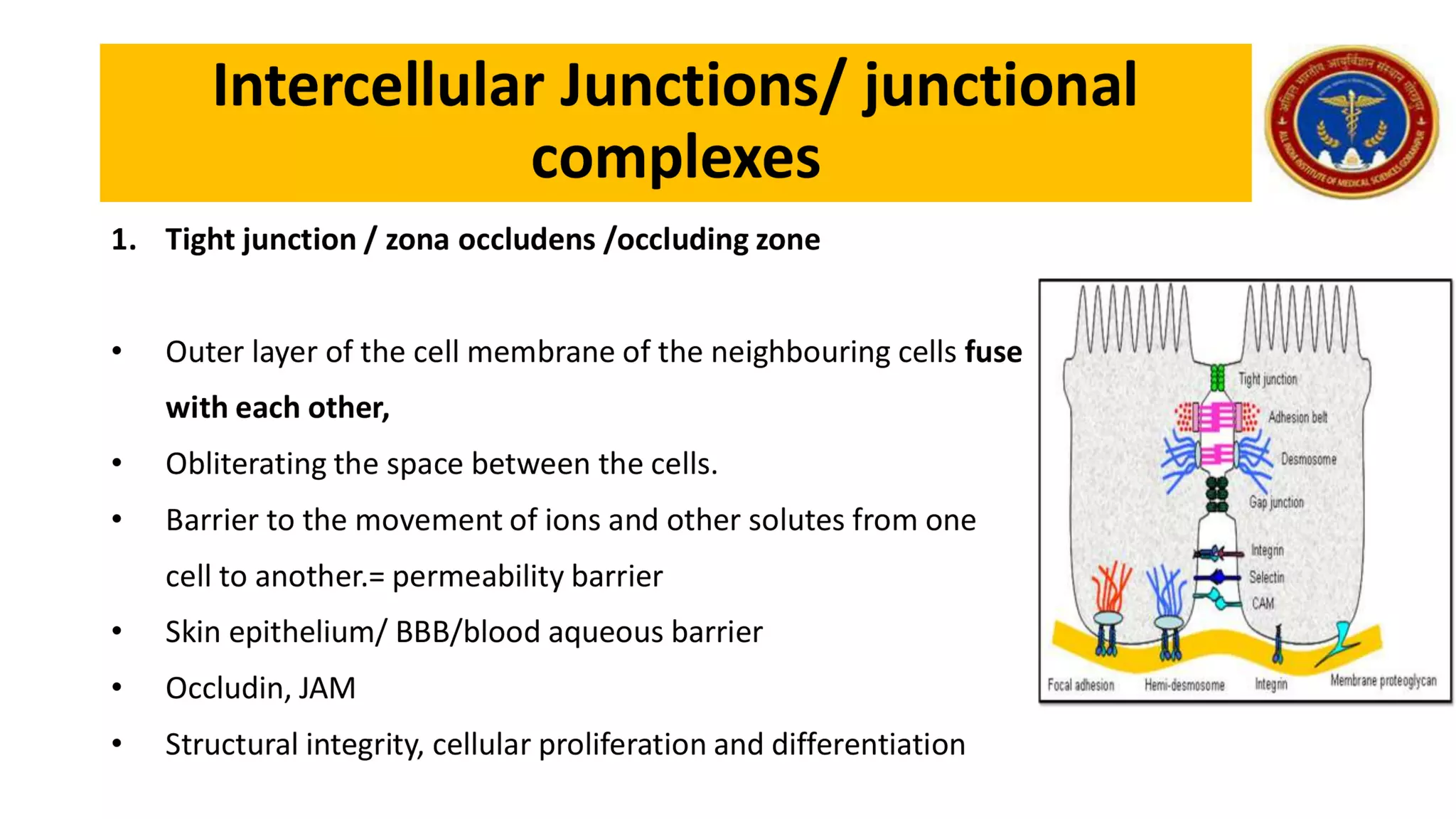 Lecture 3 / 2022 General Physiology II- Inter cellular junctions | PPT