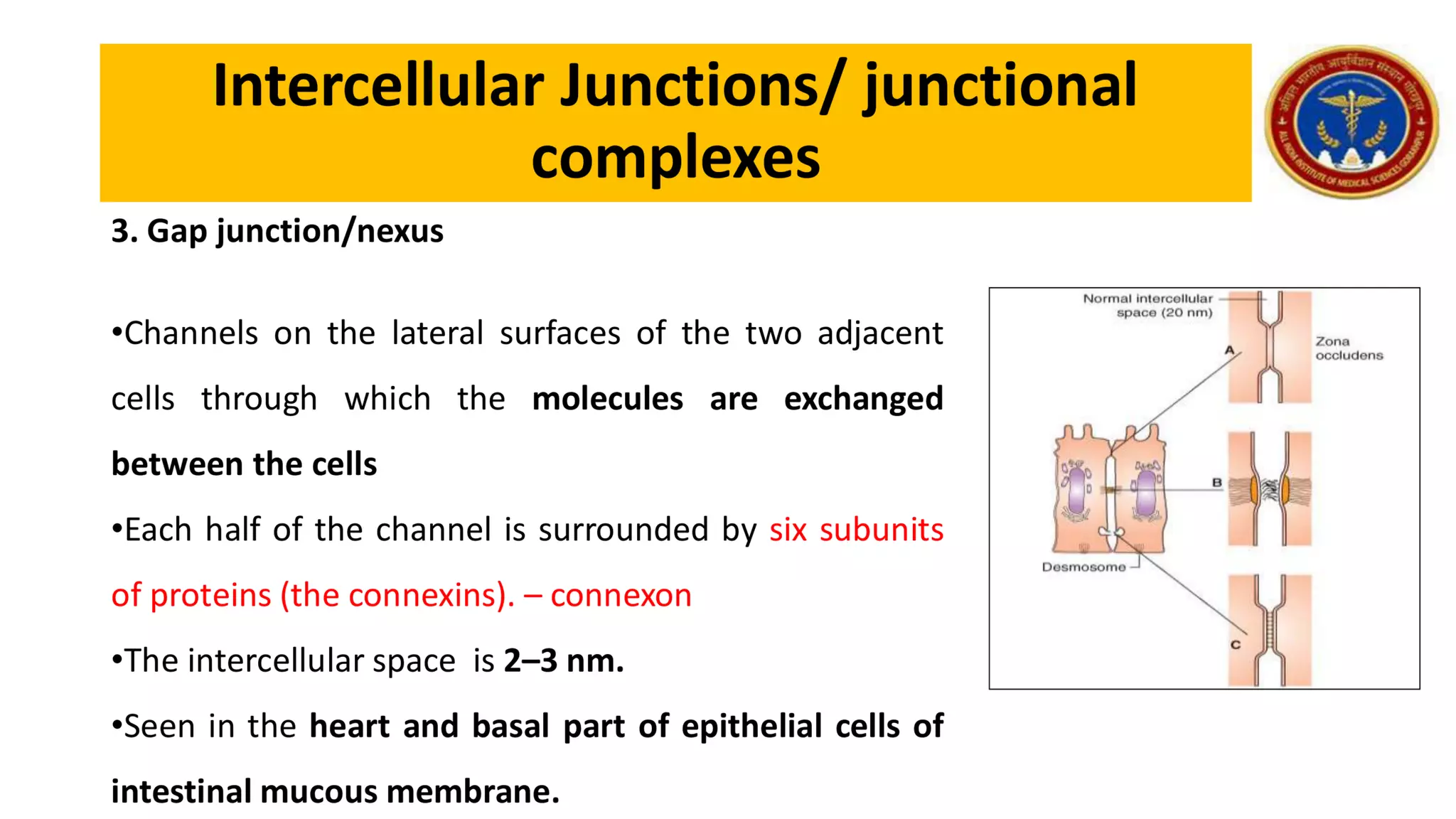 Lecture 3 / 2022 General Physiology II- Inter cellular junctions | PPT