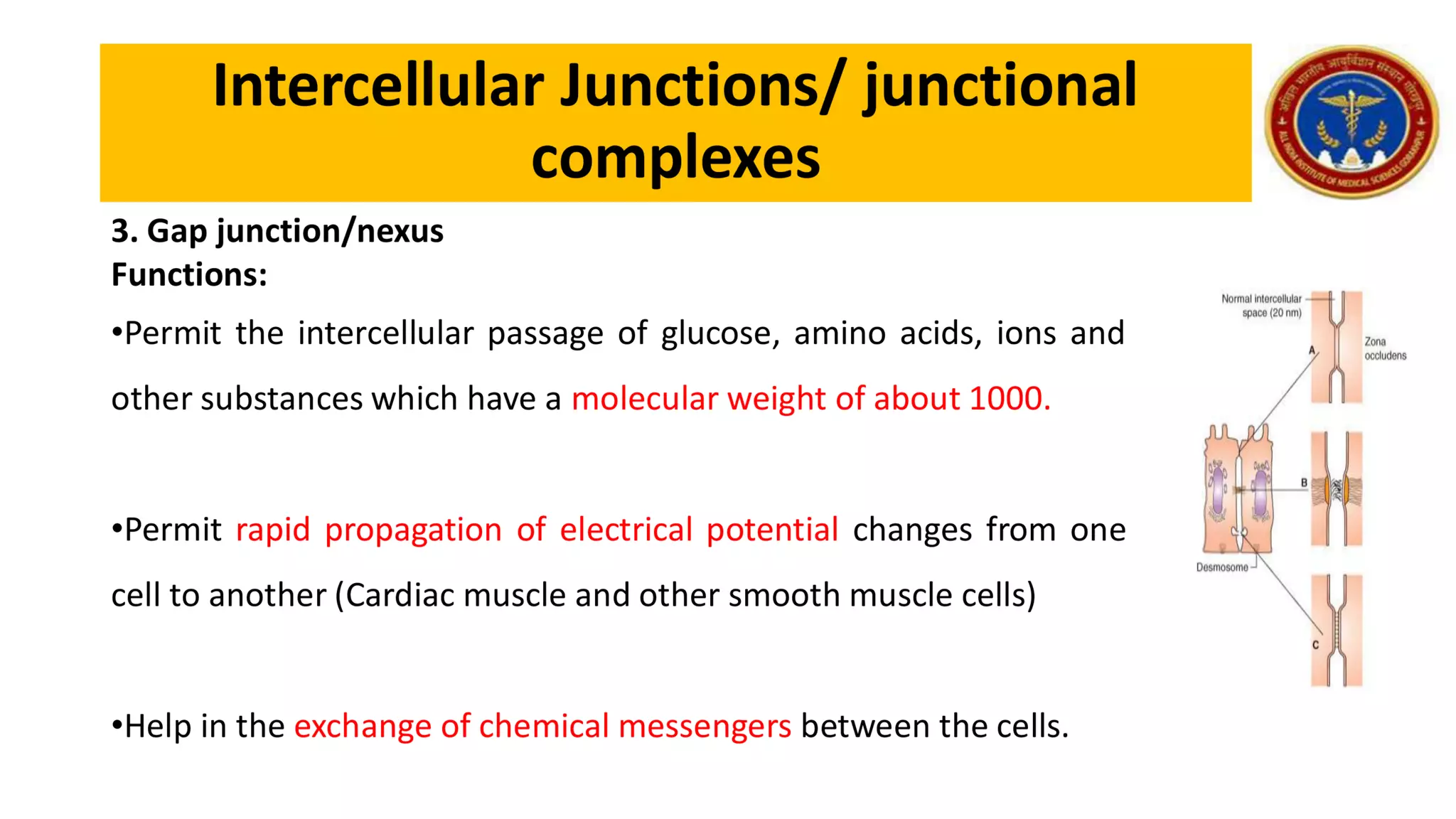Lecture 3 / 2022 General Physiology II- Inter cellular junctions | PPT