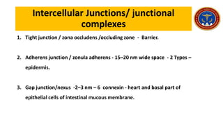 Lecture 3 / 2022 General Physiology II- Inter cellular junctions | PPT